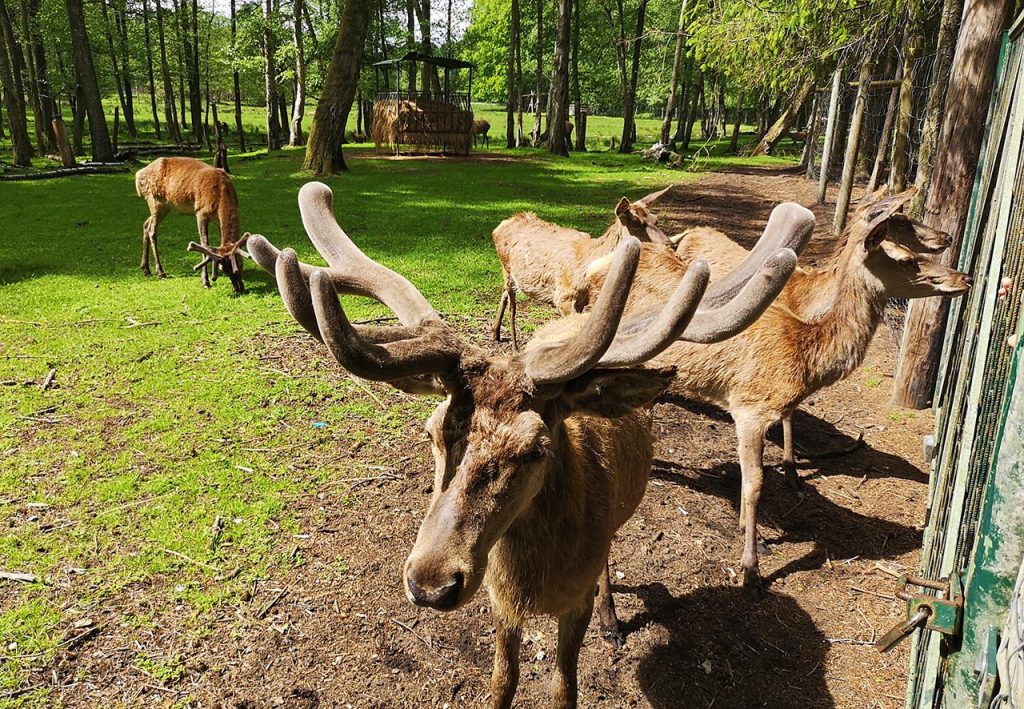 Wildpark Eekholt - Nordtipps