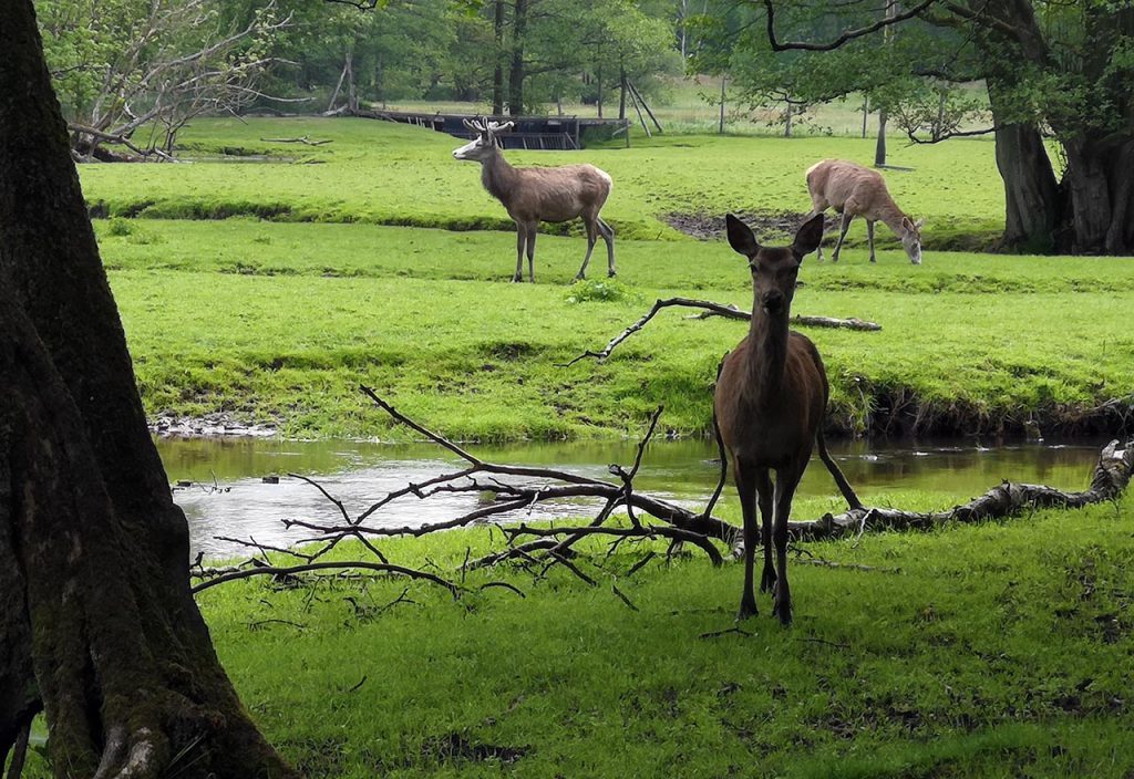 Wildpark Eekholt - Nordtipps
