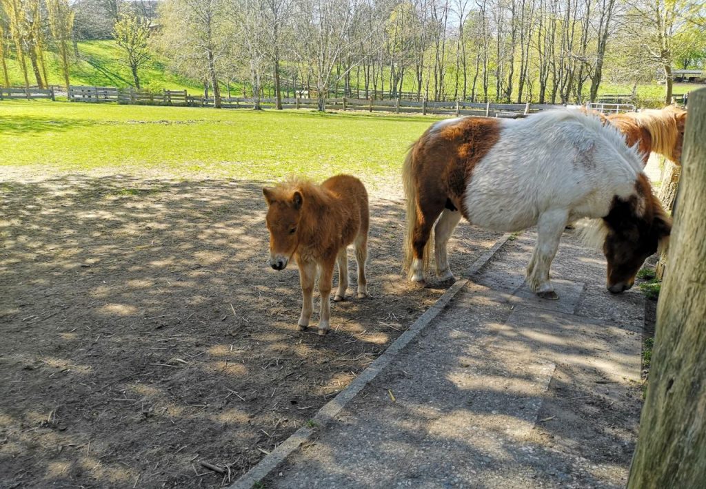 Wildpark Schwentinental - Nordtipps
